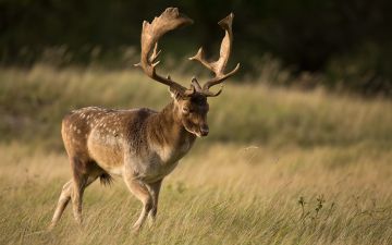 Europäischer Damhirsch | Finden Sie Information hier