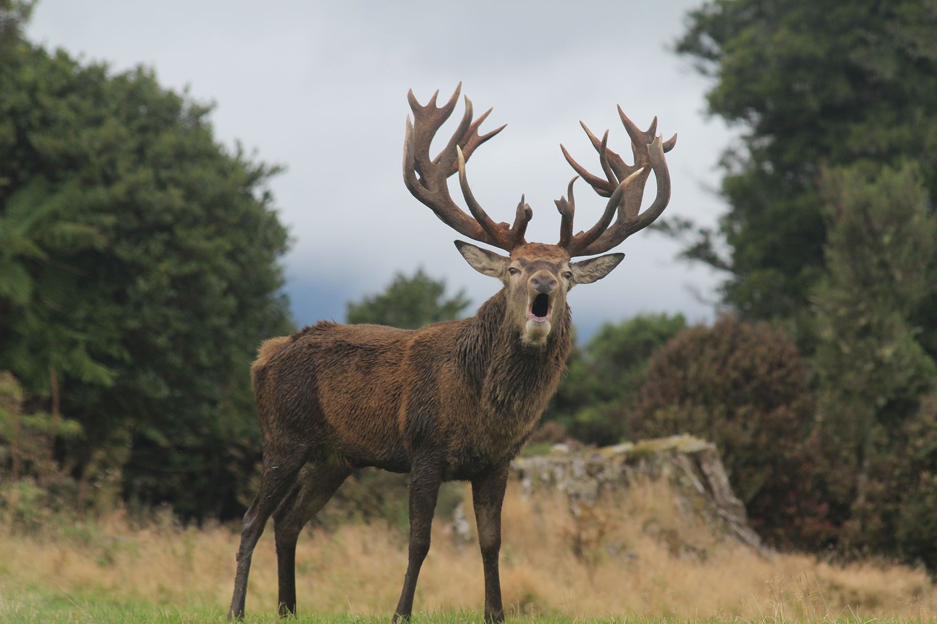 Jagd auf kapitale Rothirsche | Private Jagd in Ungarn