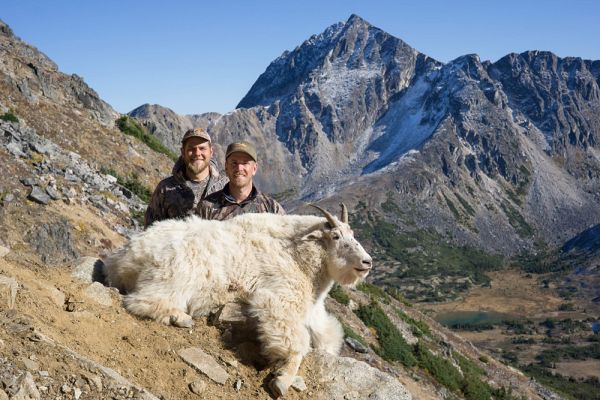 Mountain goat in British Columbia